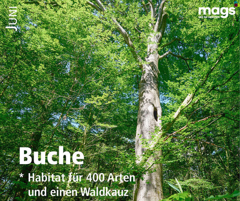 Mit Bäumen durchs Jahr - Teil 3: Sommer, Sonne, Hitze | MG im Herzen