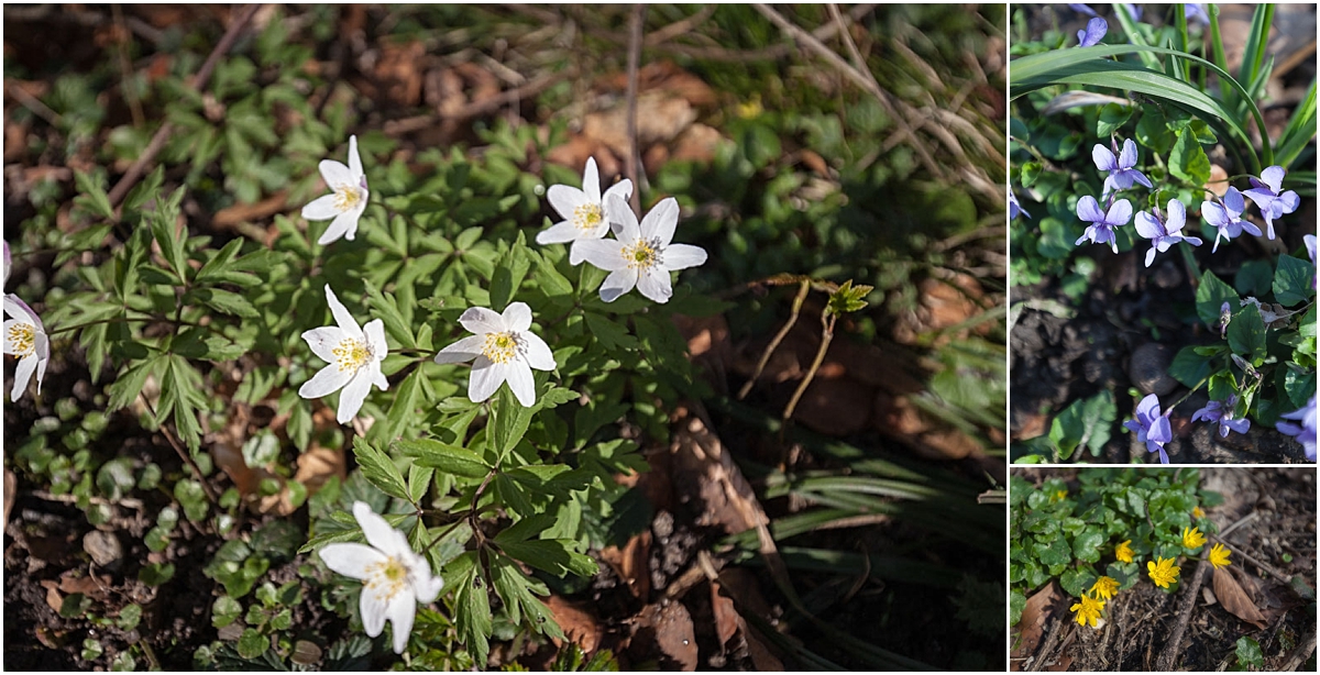 Diese Wildblumen läuten den Frühling ein | MG im Herzen