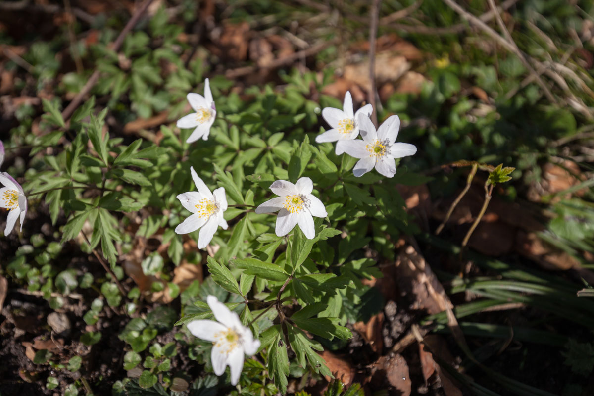 Diese Wildblumen läuten den Frühling ein | MG im Herzen
